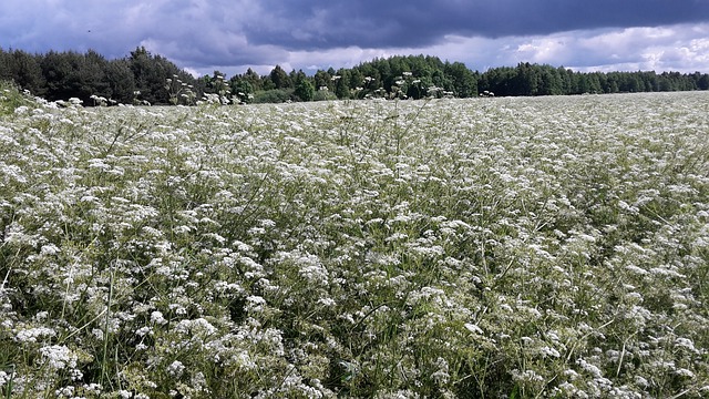 Autobusas Palanga - Kaunas: tvarkaraštis ir bilietai - Best Baltic Bus